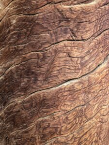 Wood Anatomy Insights: Exploring Cellular Structure, Growth Rings, and ...
